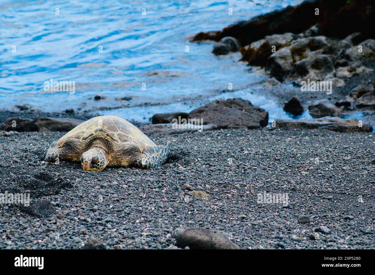 Sea Turtle Resting on the Beach Stock Photo - Alamy