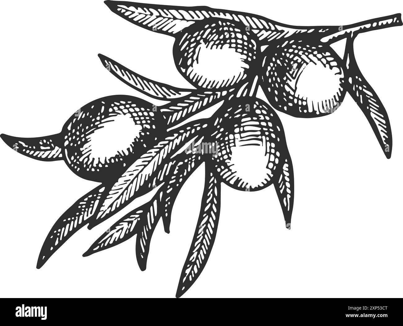 Natural olive branch. Hand drawn organic plant Stock Vector Image & Art ...