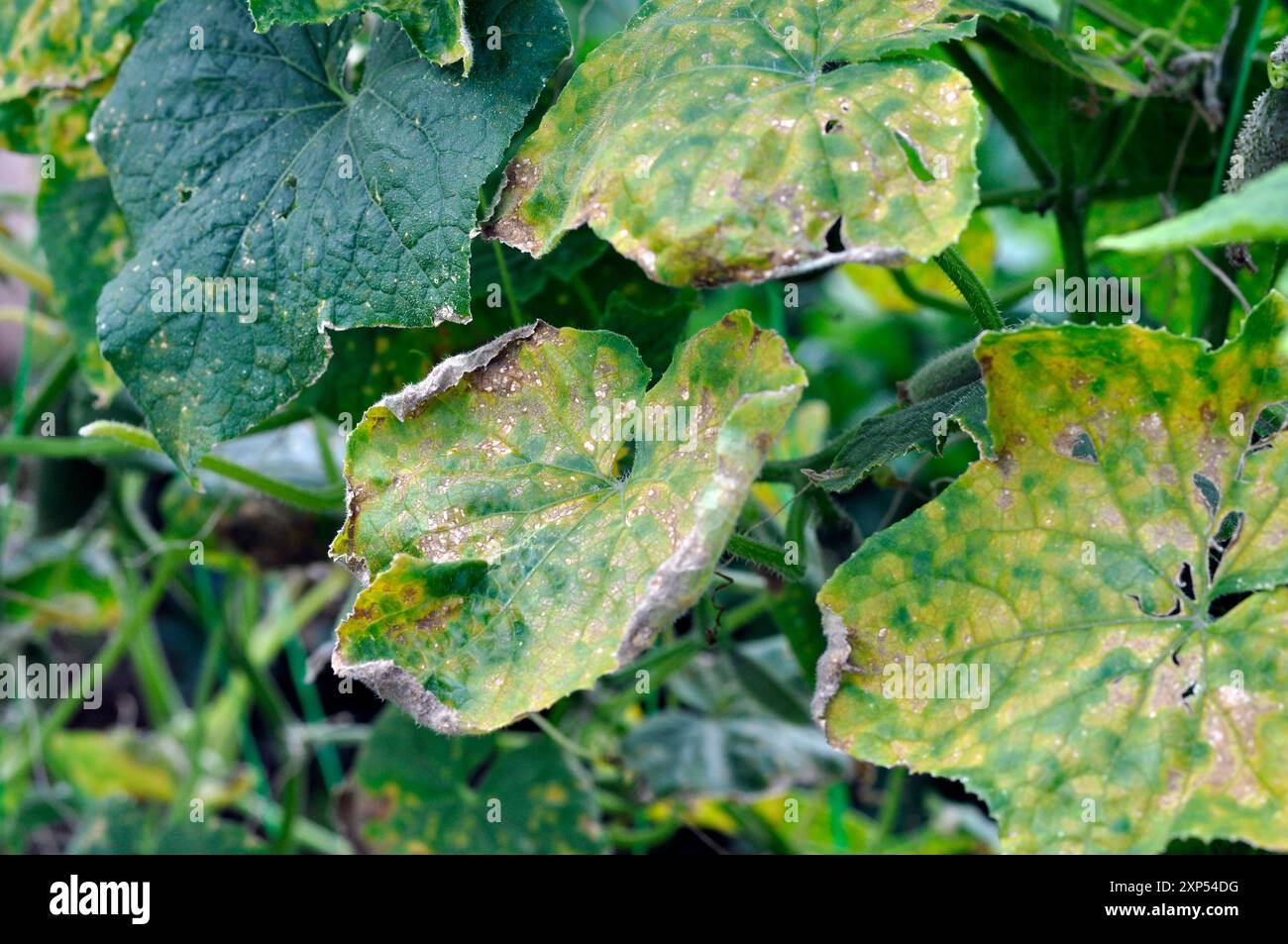 Dry cucumber leaves. Spots on leaves, lack of nutrients, water, pest ...