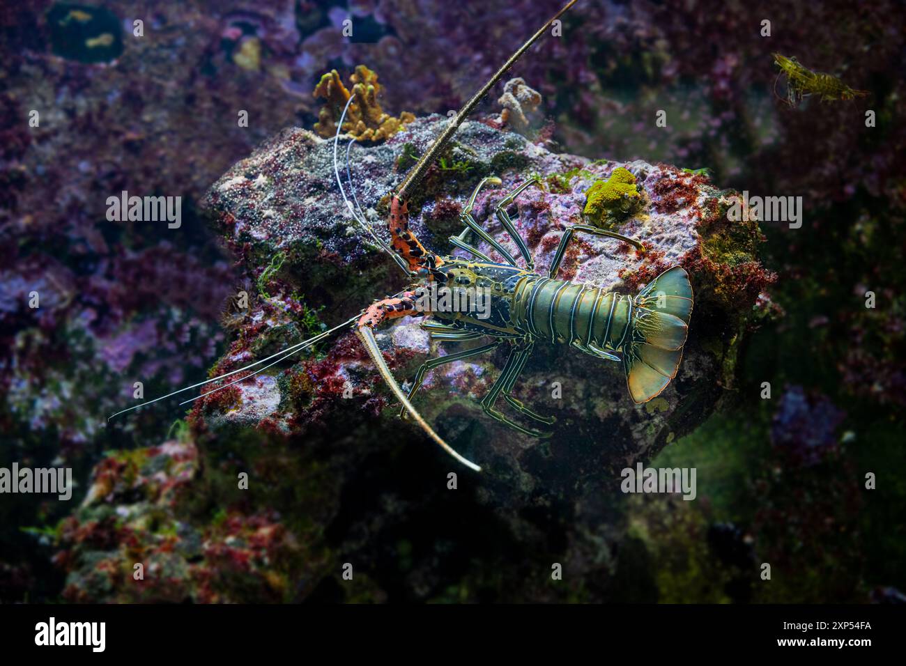 Painted Crayfish, Panulirus versicolor. Juvenile. Also known as Spiny ...