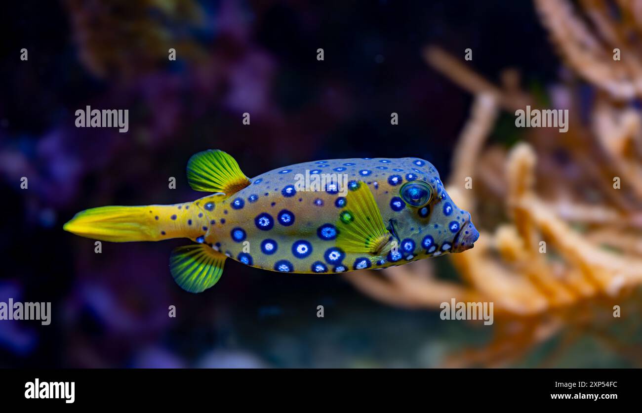 Pacific yellow boxfish ostracion hi-res stock photography and images ...