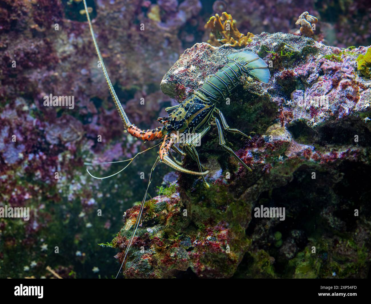 Painted Crayfish, Panulirus versicolor. Juvenile. Also known as Spiny ...