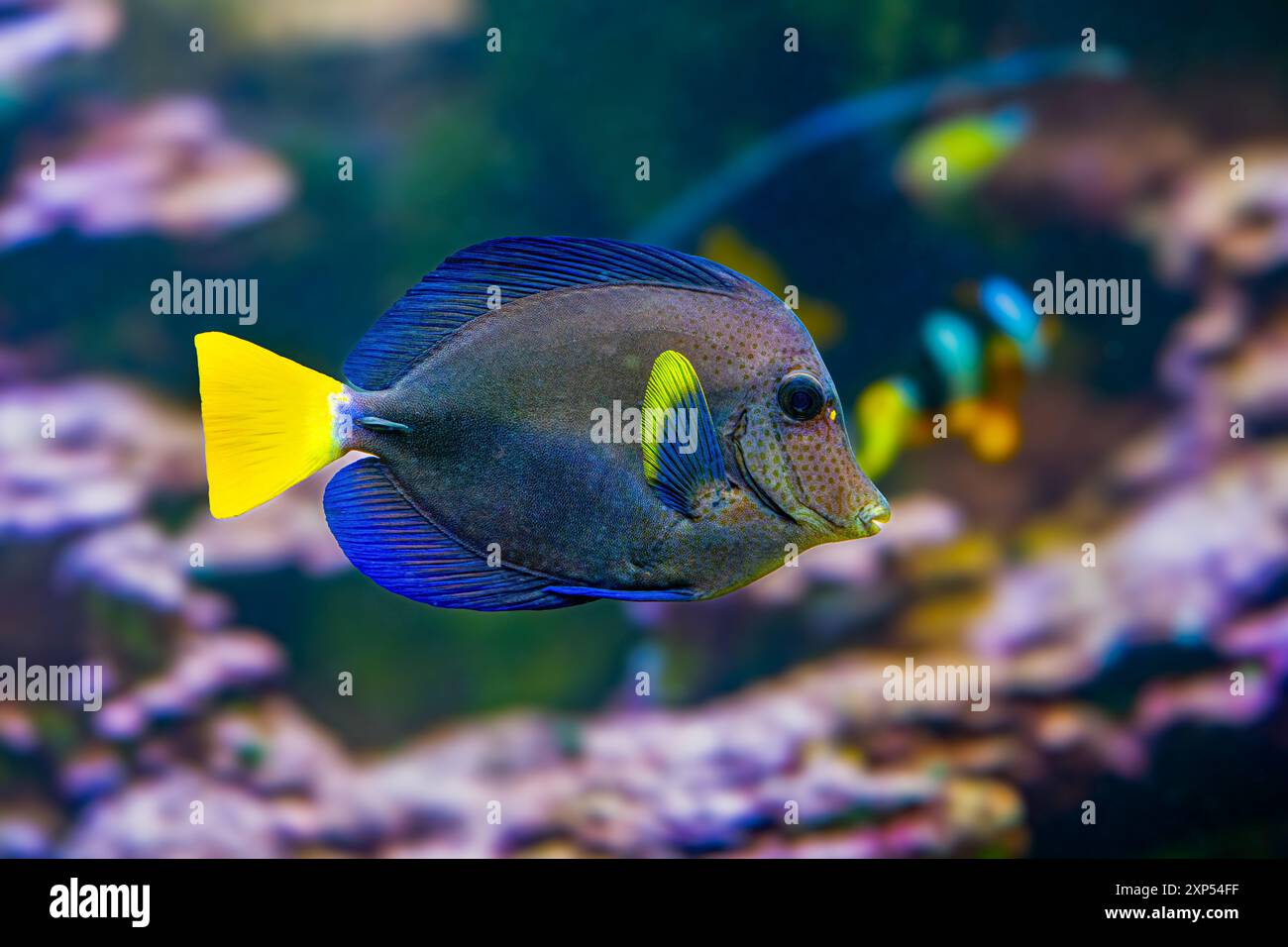 Purple tang fish Zebrasoma xanthurum Marine reef fish also known as ...