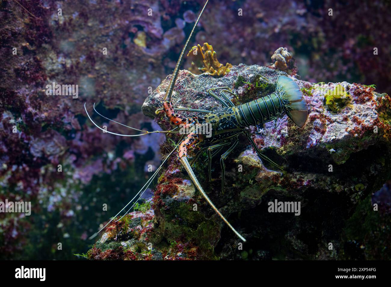Painted Crayfish, Panulirus versicolor. Juvenile. Also known as Spiny ...