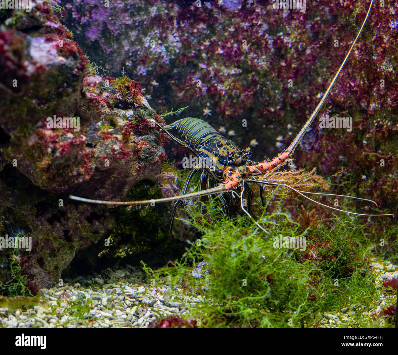 Painted Crayfish, Panulirus versicolor. Juvenile. Also known as Spiny ...