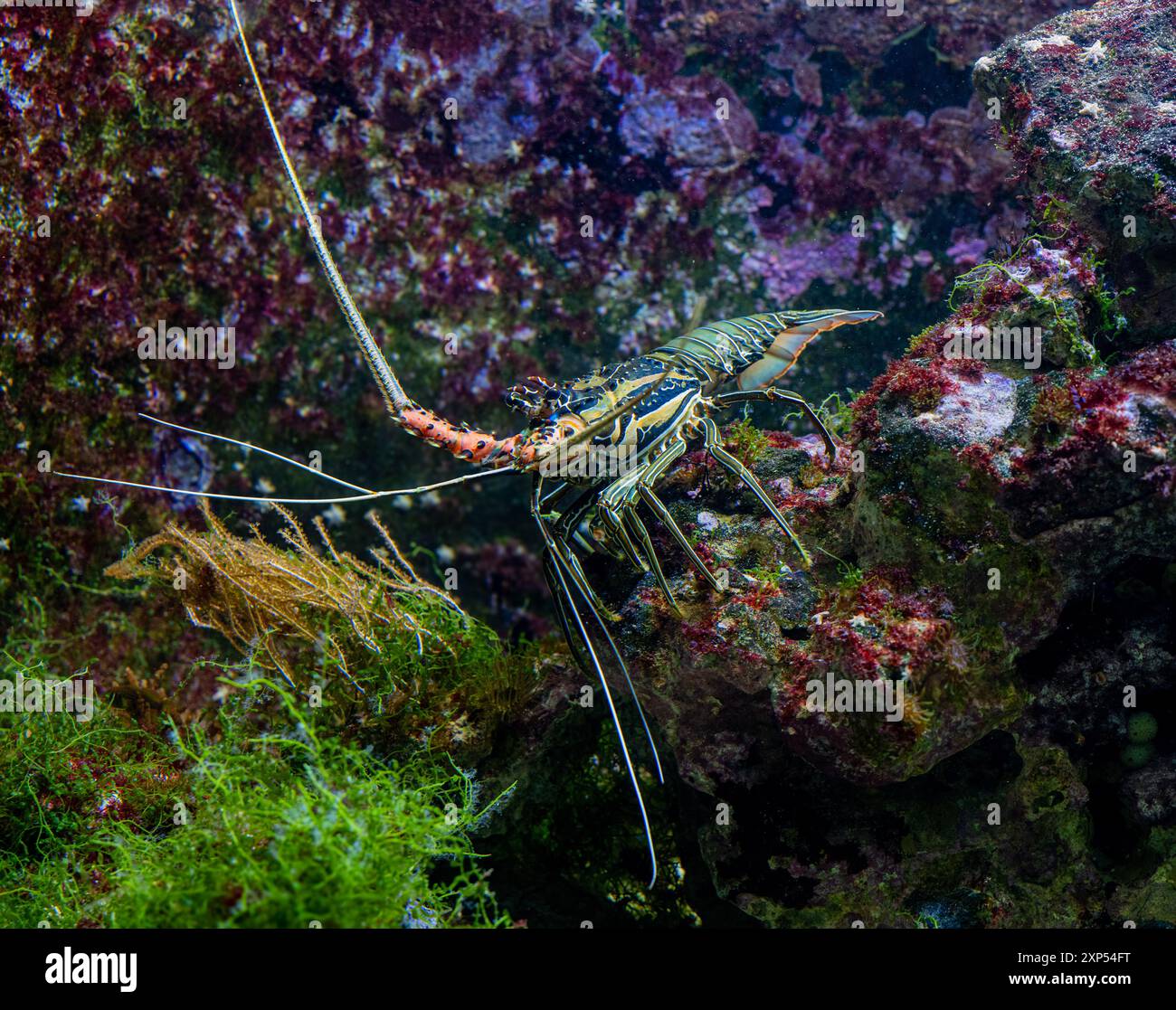 Painted Crayfish, Panulirus versicolor. Juvenile. Also known as Spiny ...