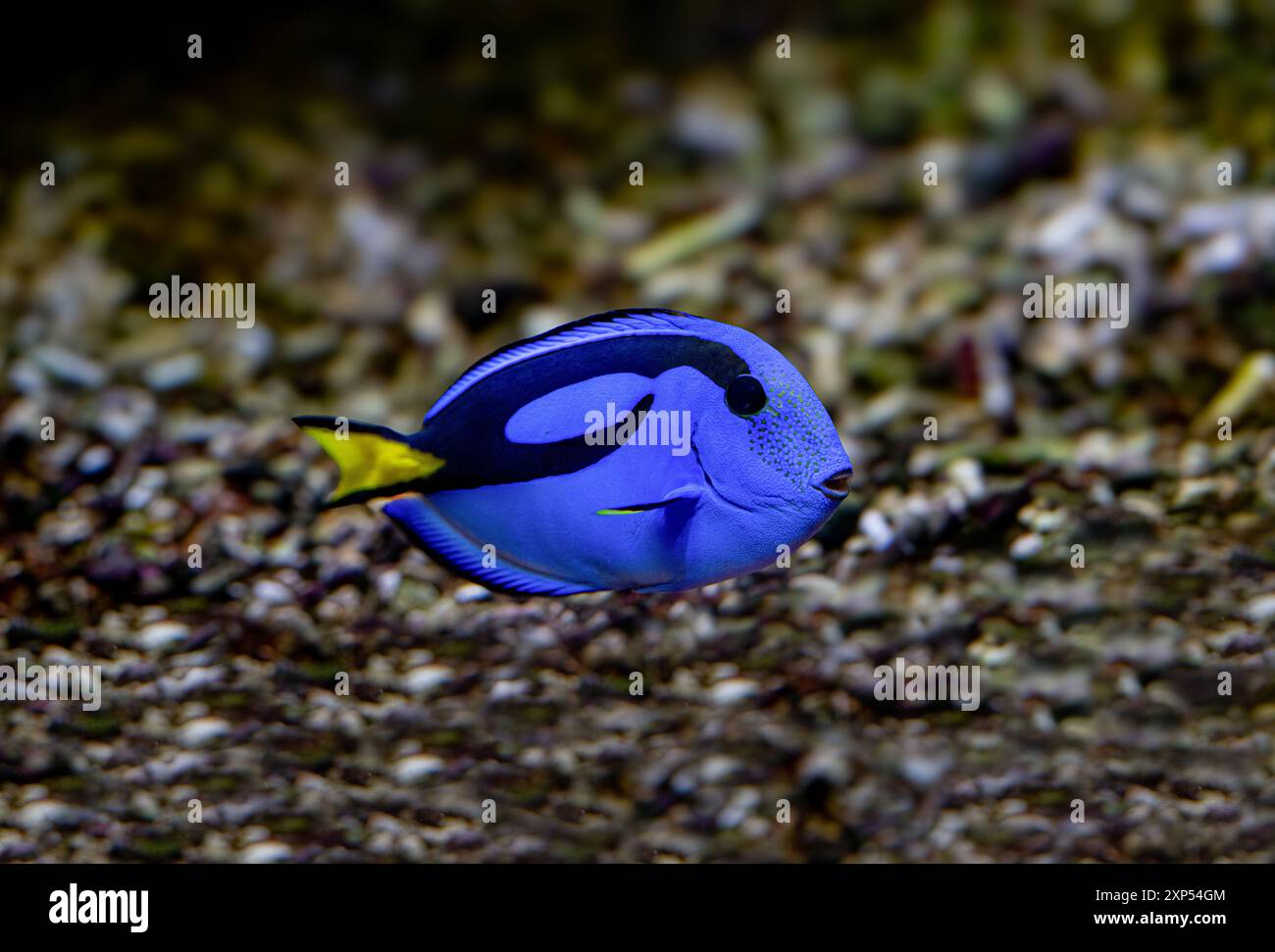 Blue Tang, Blue Hippo Tang or Palete Surgeonfish (Paracanthurus hepatus ...