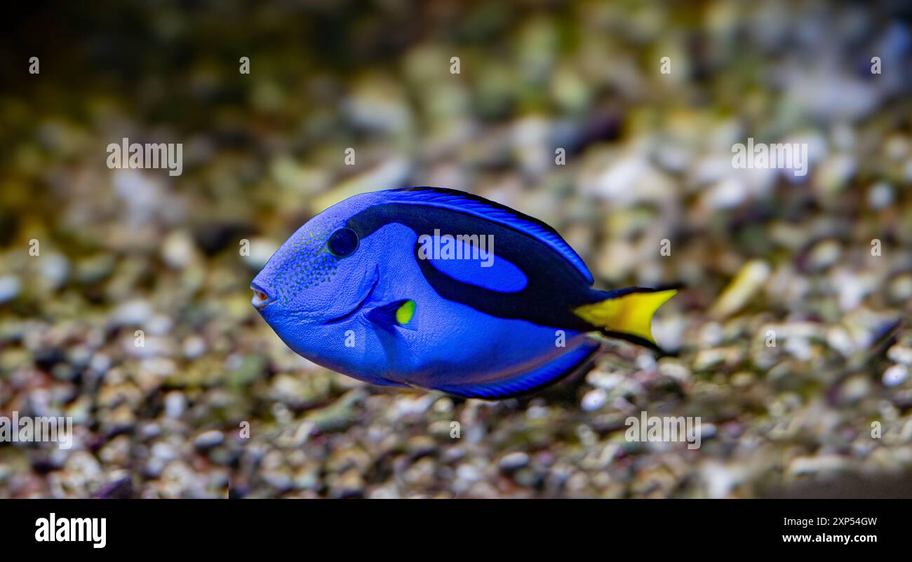 Blue Tang, Blue Hippo Tang or Palete Surgeonfish (Paracanthurus hepatus ...