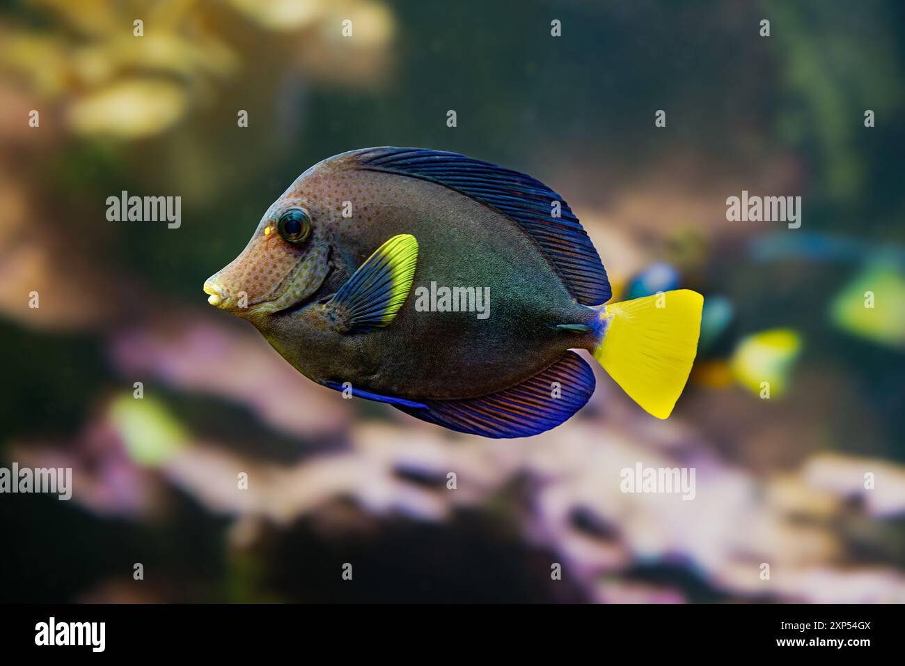 Purple tang fish Zebrasoma xanthurum Marine reef fish also known as ...