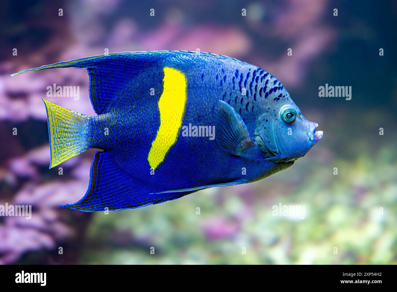 Maculosus hi-res stock photography and images - Alamy