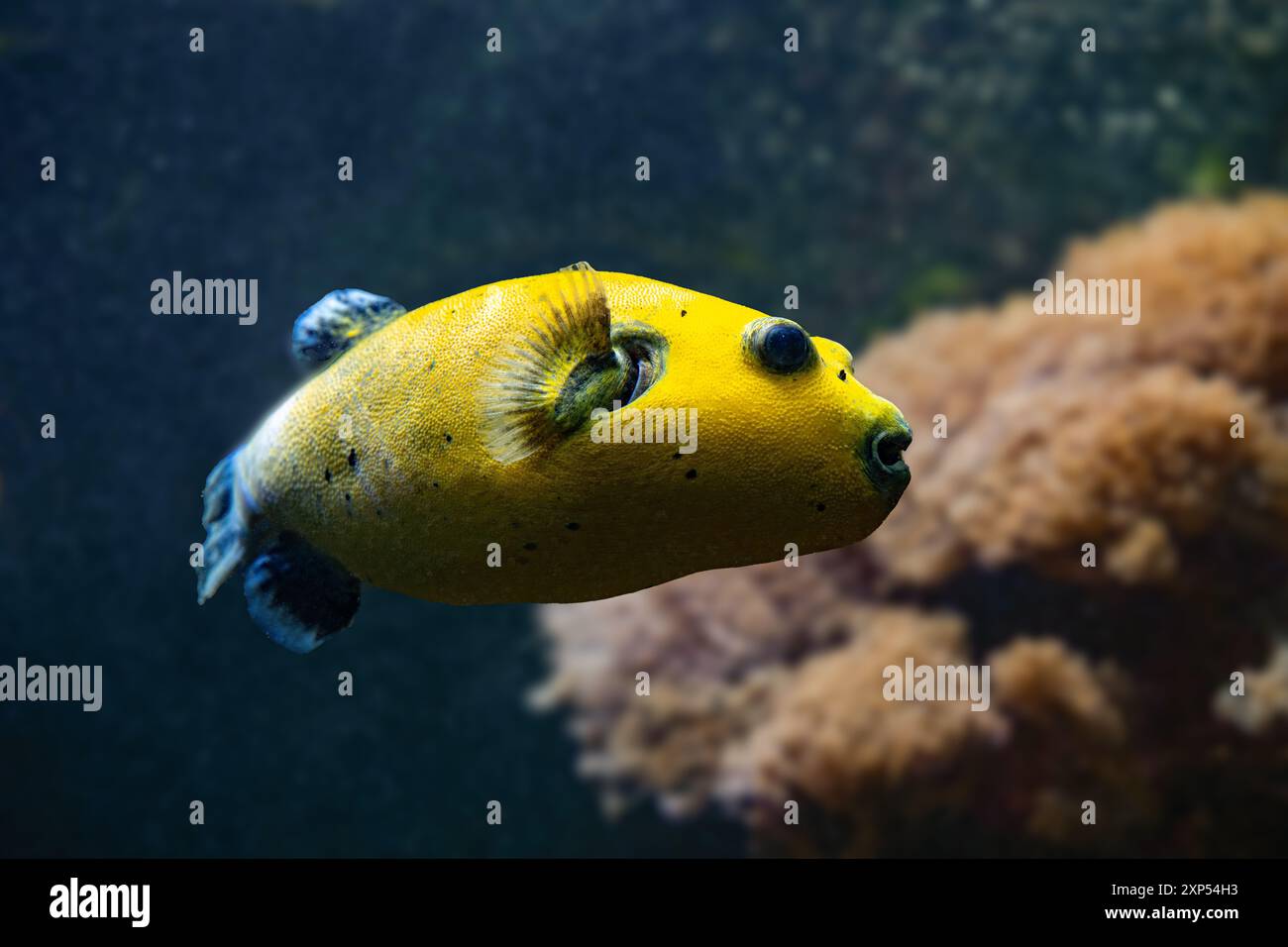 Yellow Blackspotted Puffer Or Dog-faced Puffer Fish Arothron ...