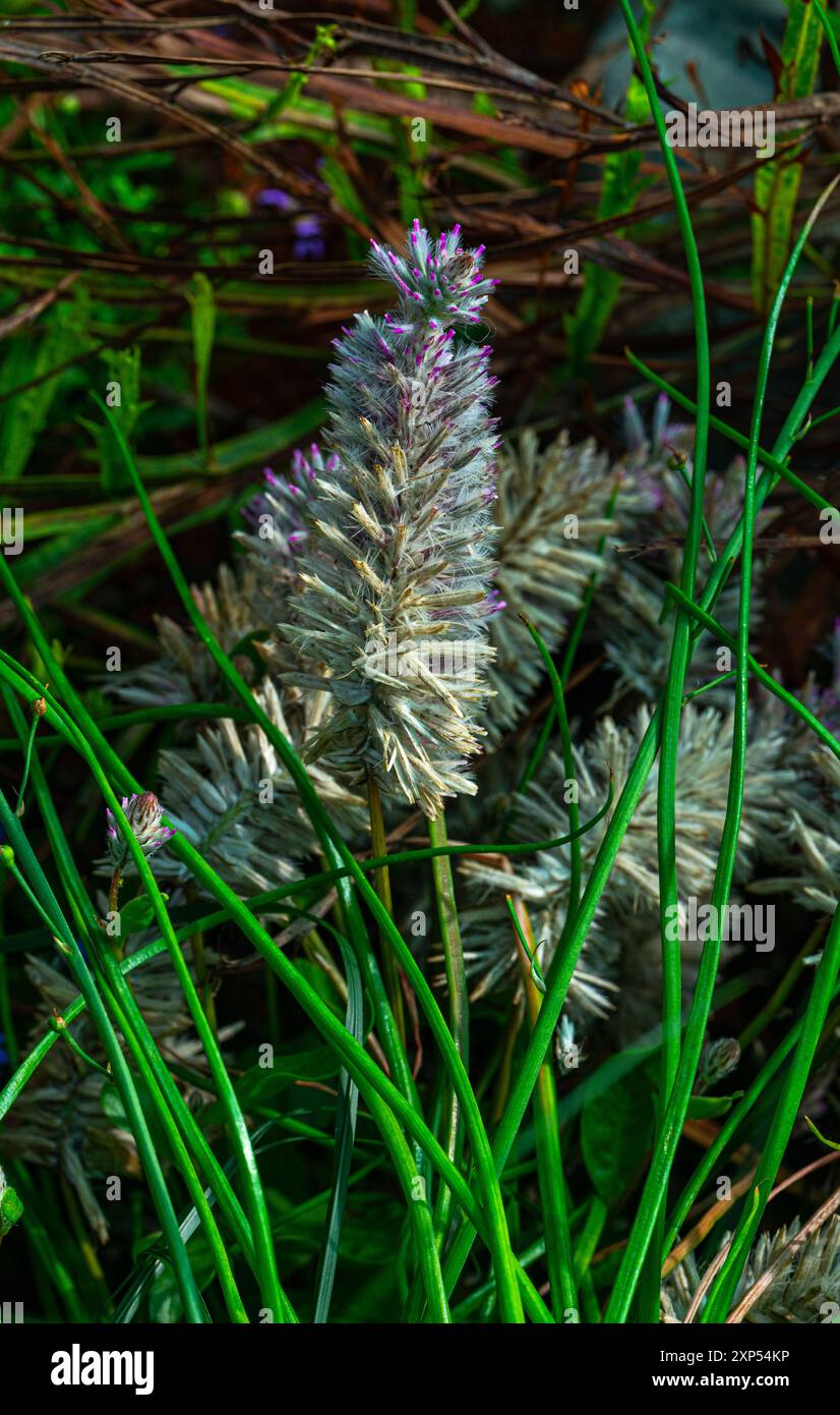 Ptilotus flower hi-res stock photography and images - Alamy