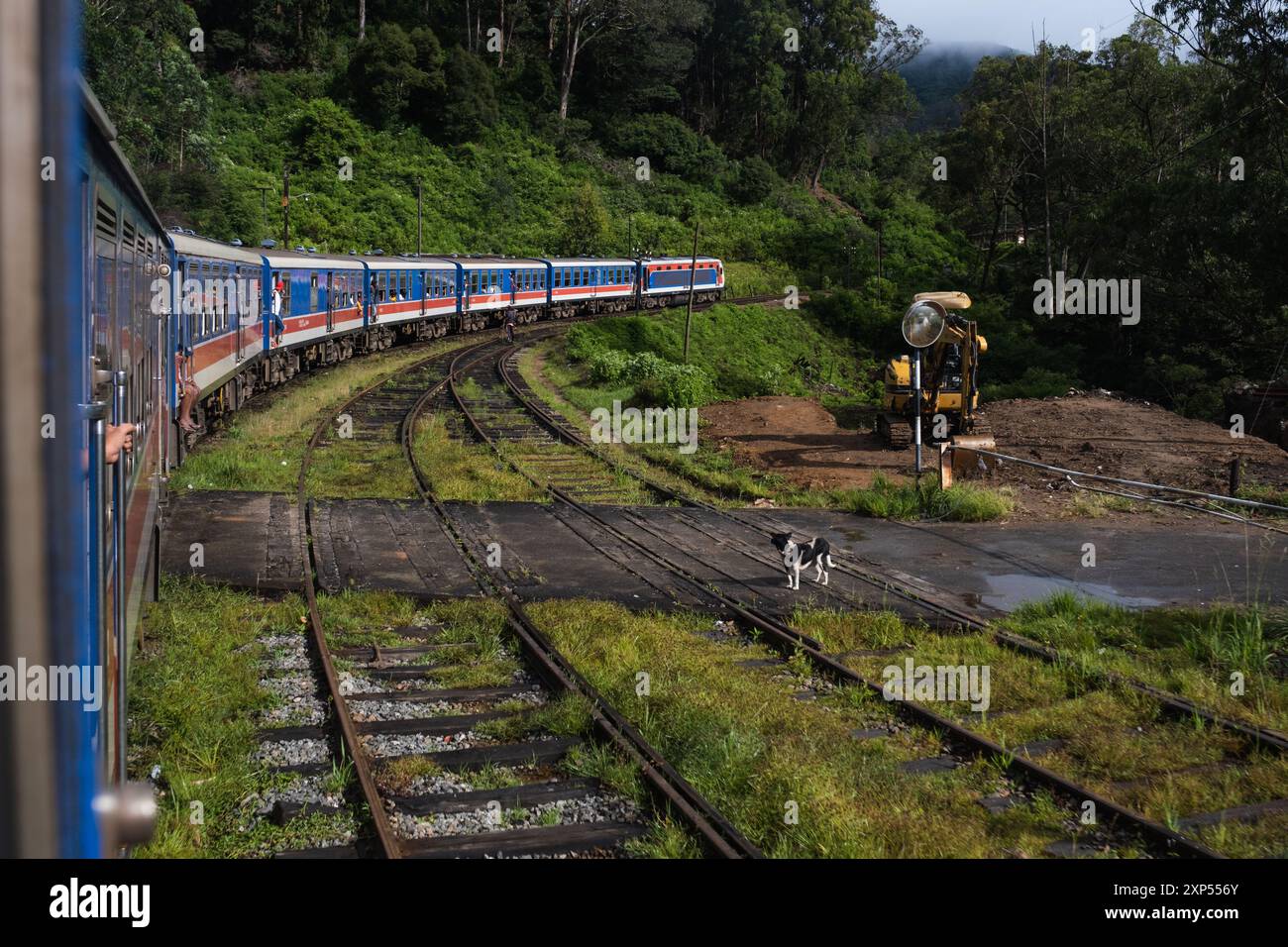 Blue train from Ella to Kandy passing a dog in Sri Lanka Stock Photo ...