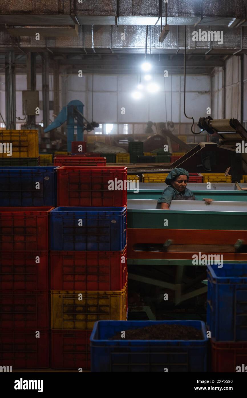 Sorting tea hi-res stock photography and images - Alamy