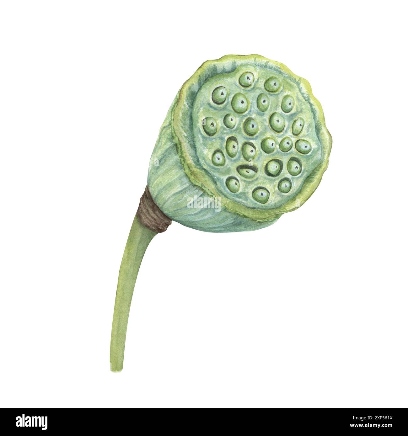 Lotus seed head. Green Water Lily pod on stem. Tropical aquatic plants ...