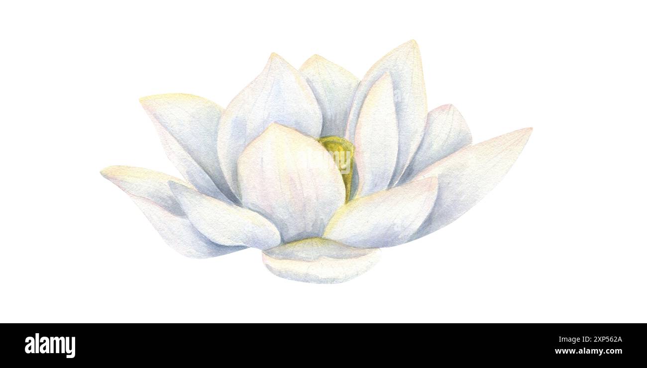 White Lotus flower. Asian Water Lily. Side view of aquatic blooming ...