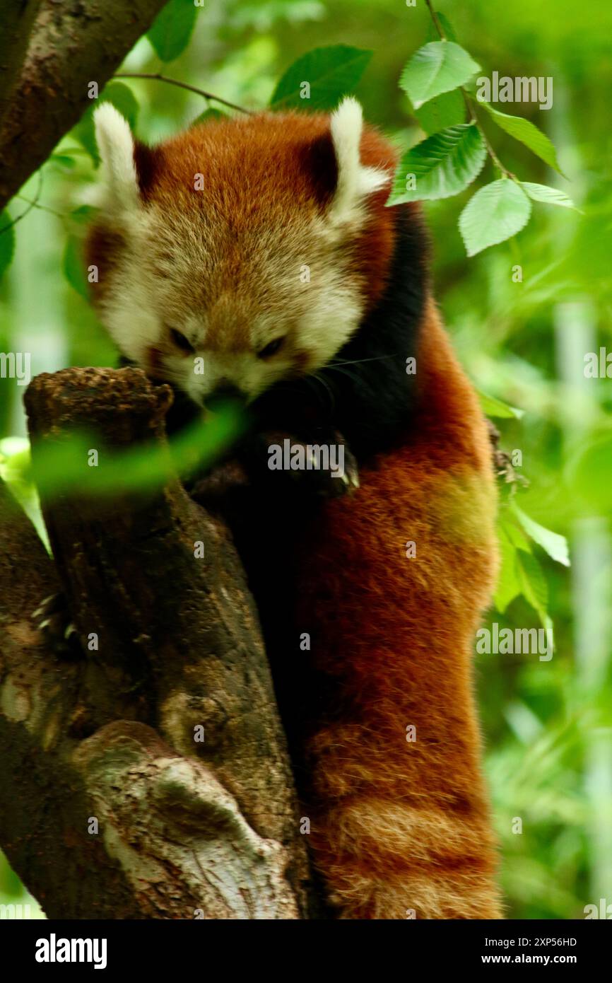 Red Panda Resting in a Tree Stock Photo - Alamy