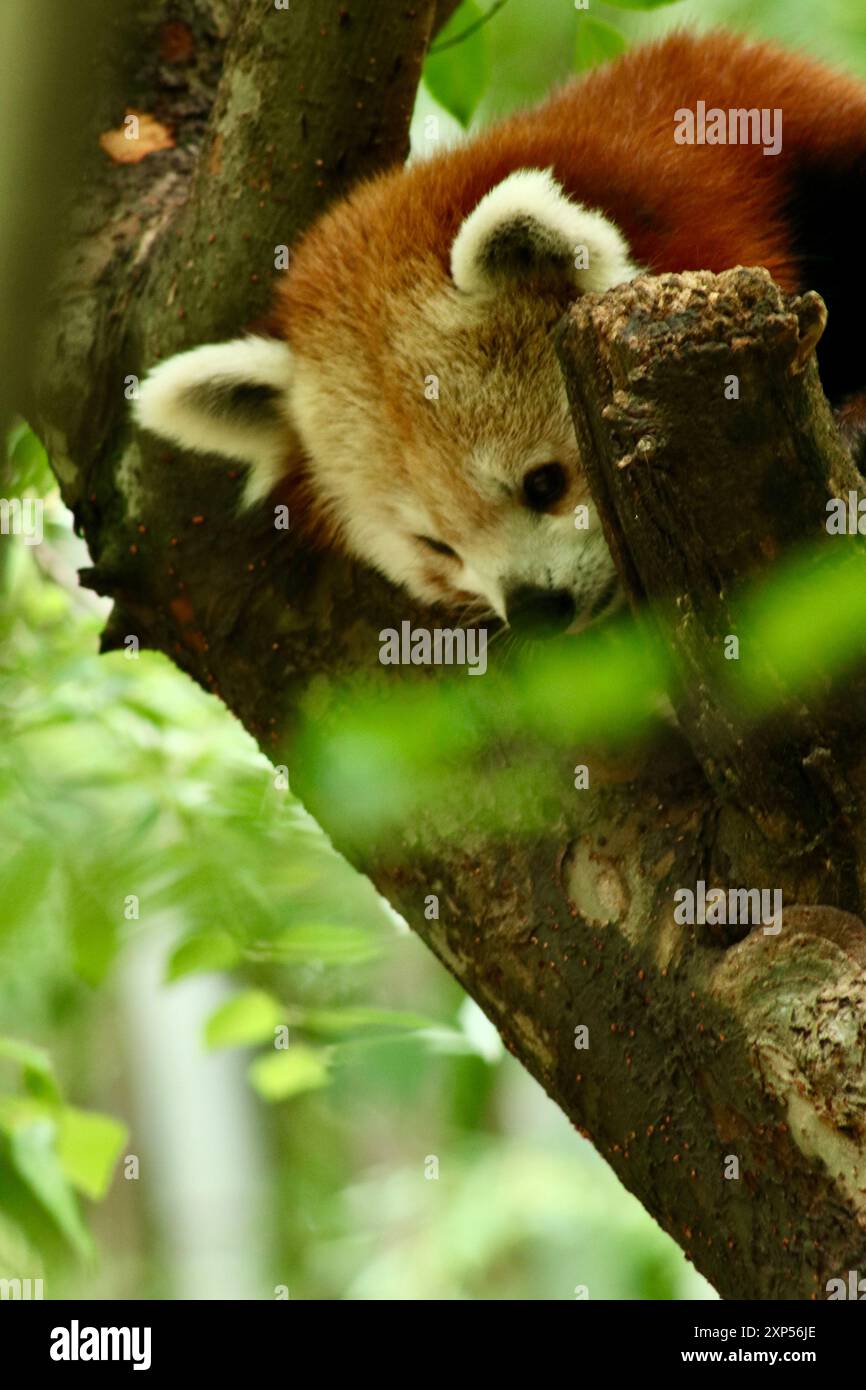 Red Panda Resting in a Tree Stock Photo - Alamy