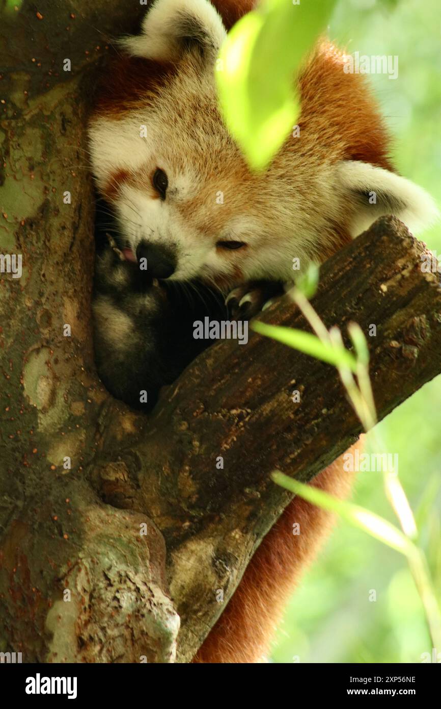 Red Panda Resting in a Tree Stock Photo - Alamy