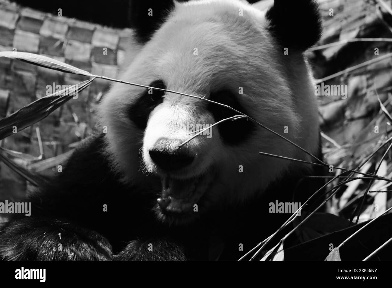 Giant Panda at the Atlanta Zoo Stock Photo - Alamy