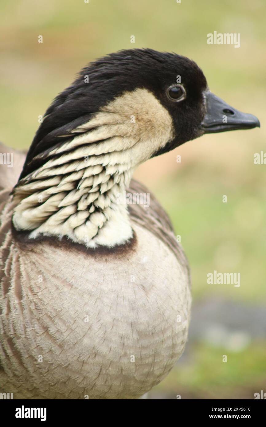 Nene Goose Portrait Stock Photo - Alamy