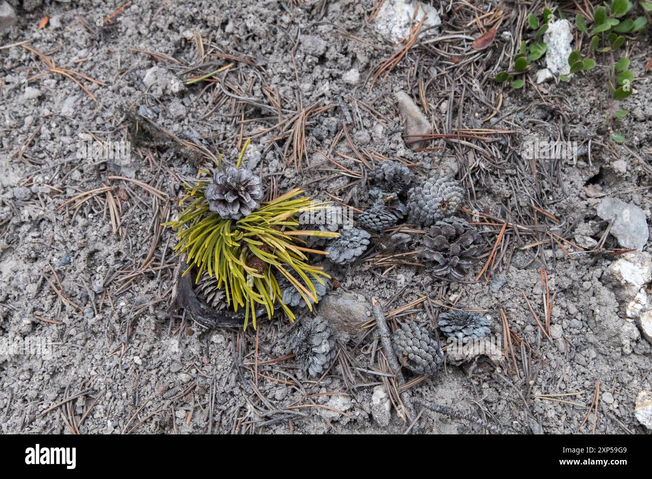 Young pine sapling with pinecones on forest floor showing resilience ...