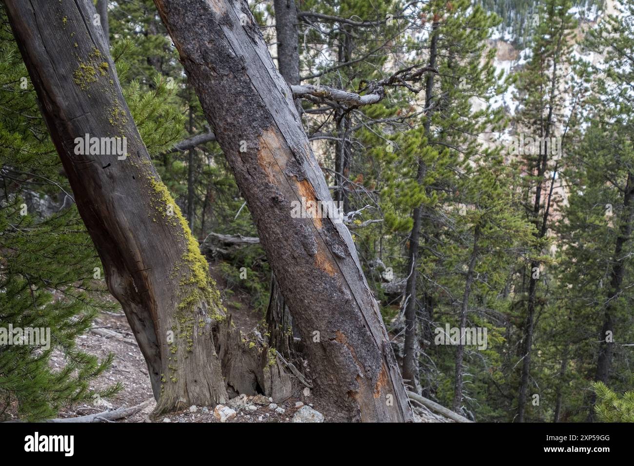 Weathered pine trees leaning together in dense, lush forest with moss ...