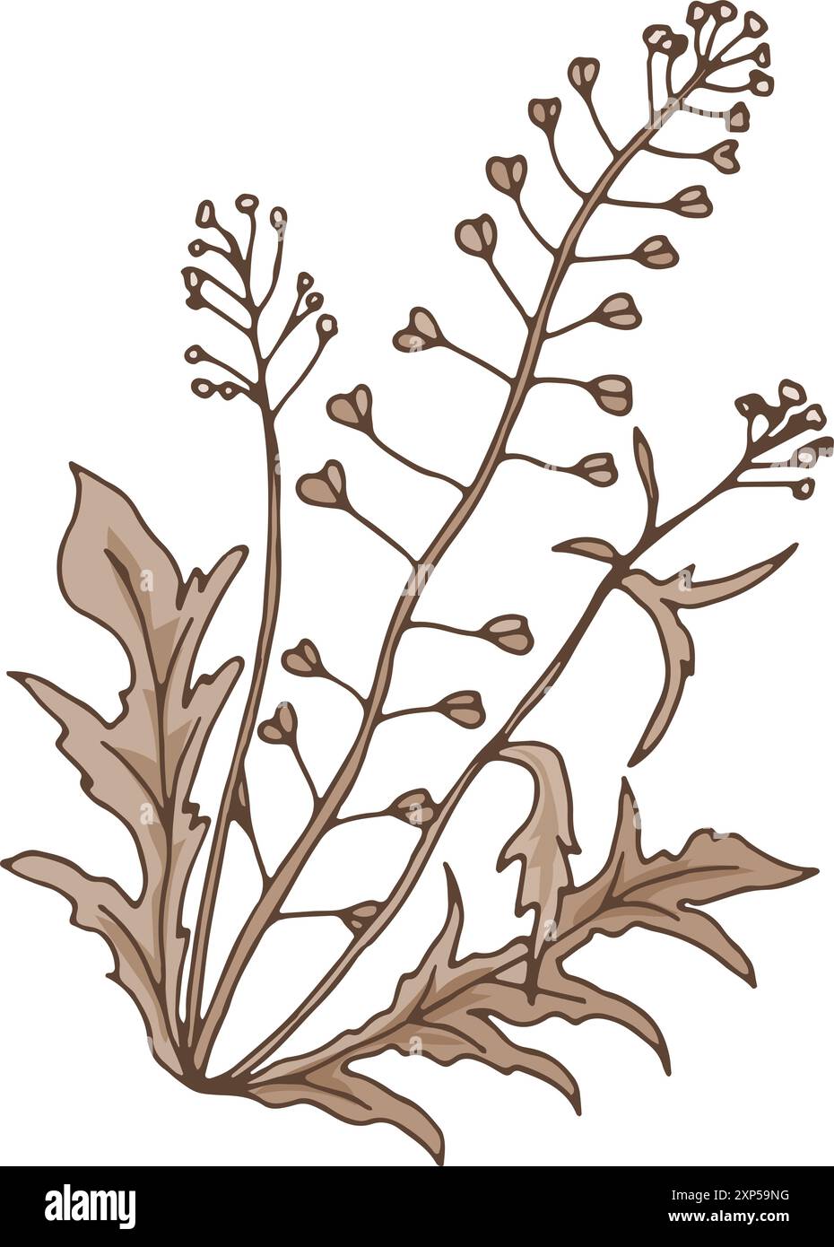 Capsella drawing. Medical herb. Healthy flora illustration Stock Vector ...