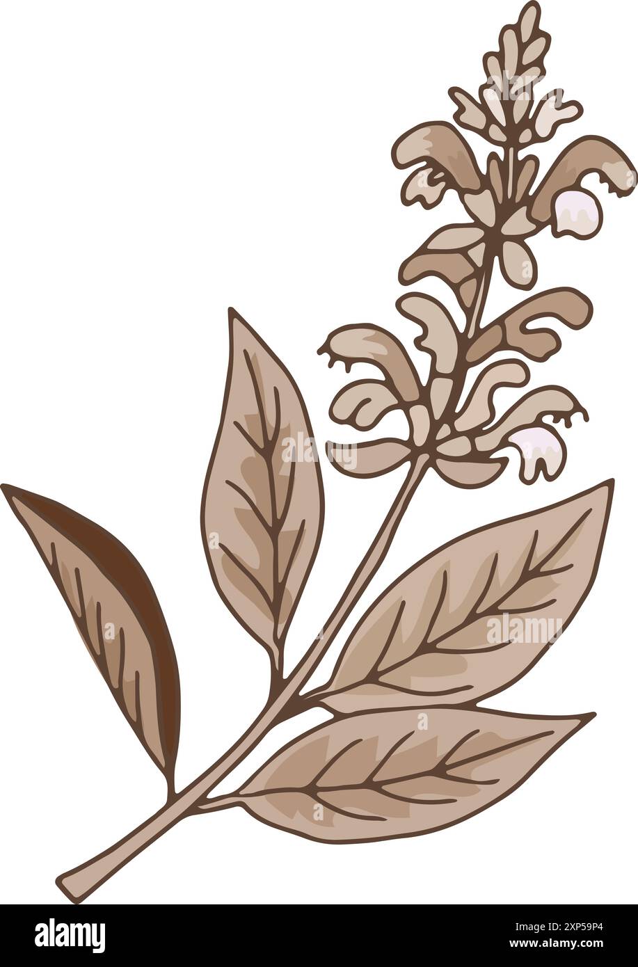Sage plant illustration. Medical botany. Healthy herb Stock Vector ...