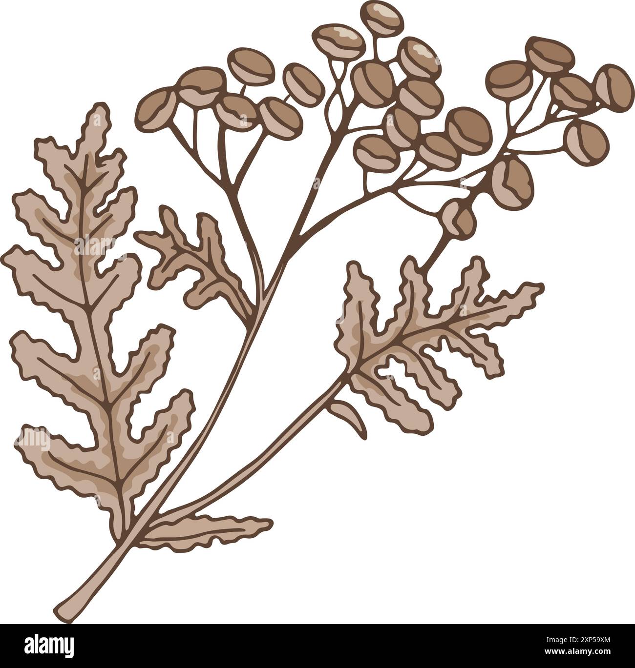 Natural background growing herbs Stock Vector Images - Alamy