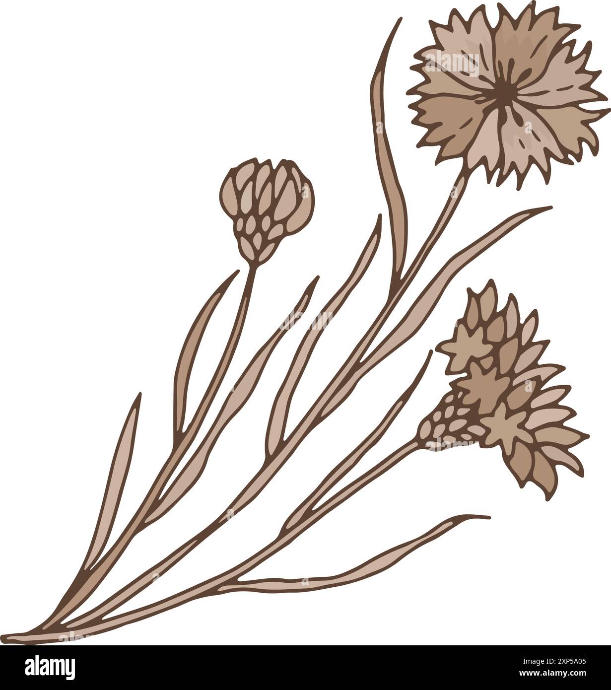 Botanical illustration knapweed Cut Out Stock Images & Pictures - Alamy