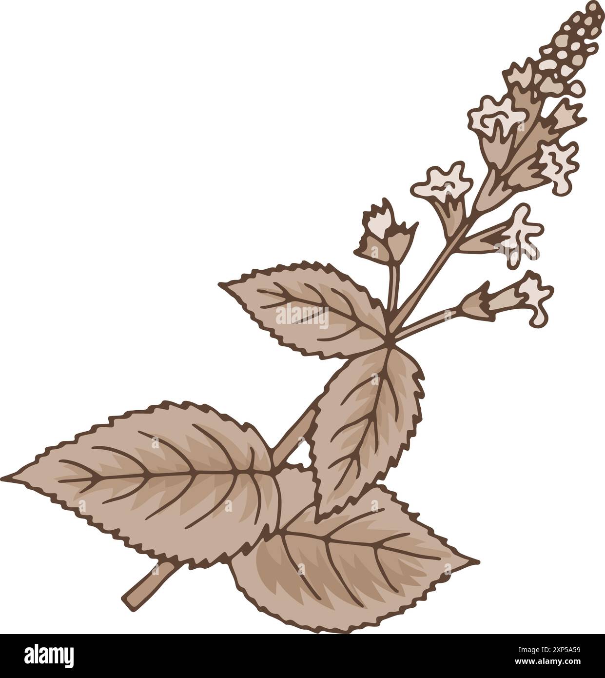 Grass nettles meadow Stock Vector Images - Alamy