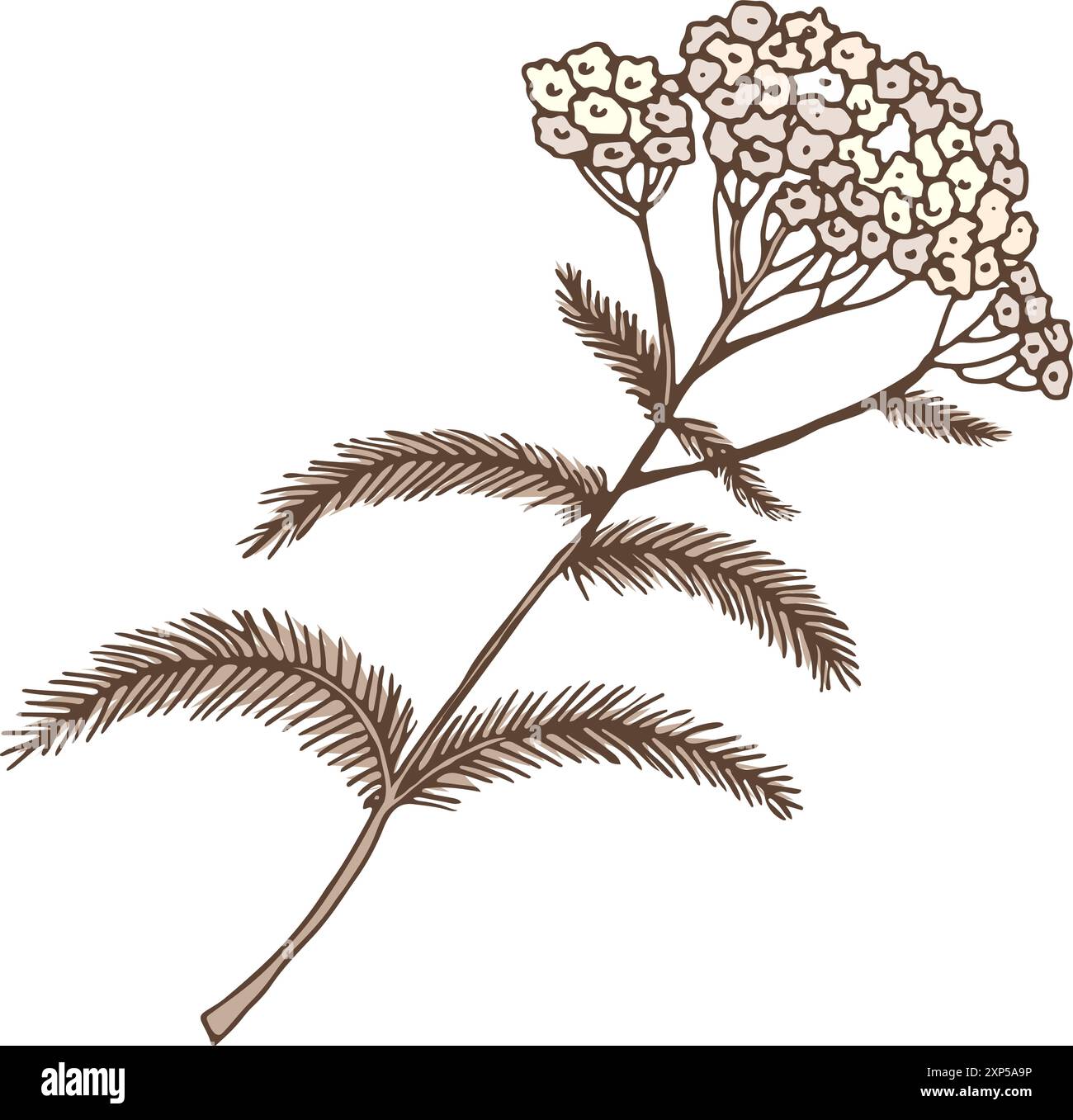 Yarrow plant drawing. Botanical organic herb illustration Stock Vector ...