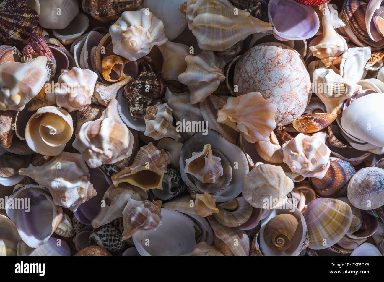 Texture of the sea shells. Summer marine background Stock Photo - Alamy