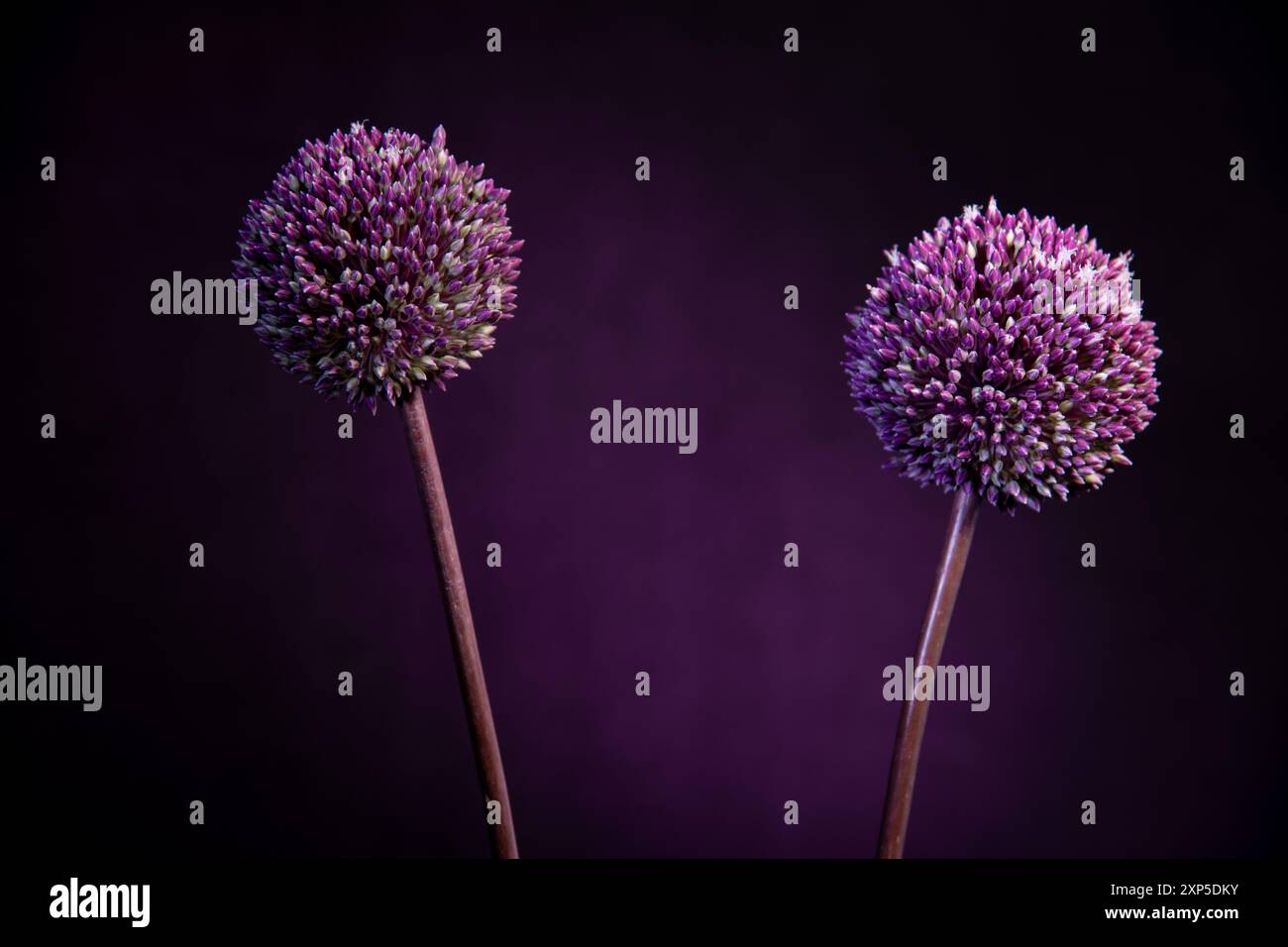 White alium flowers hi-res stock photography and images - Alamy