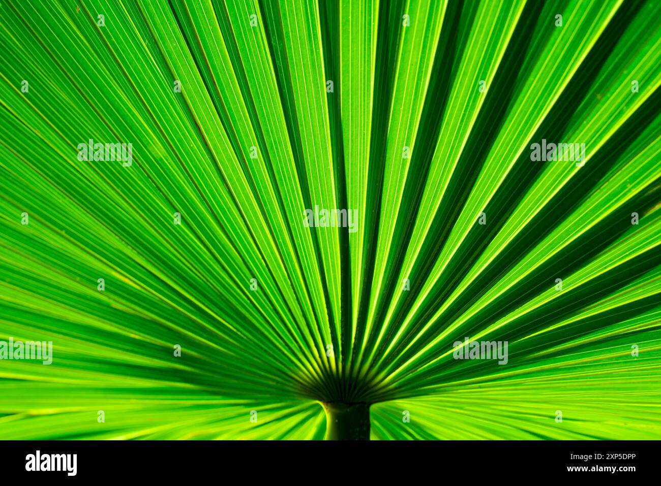 Green palm leaf pattern hi-res stock photography and images - Alamy