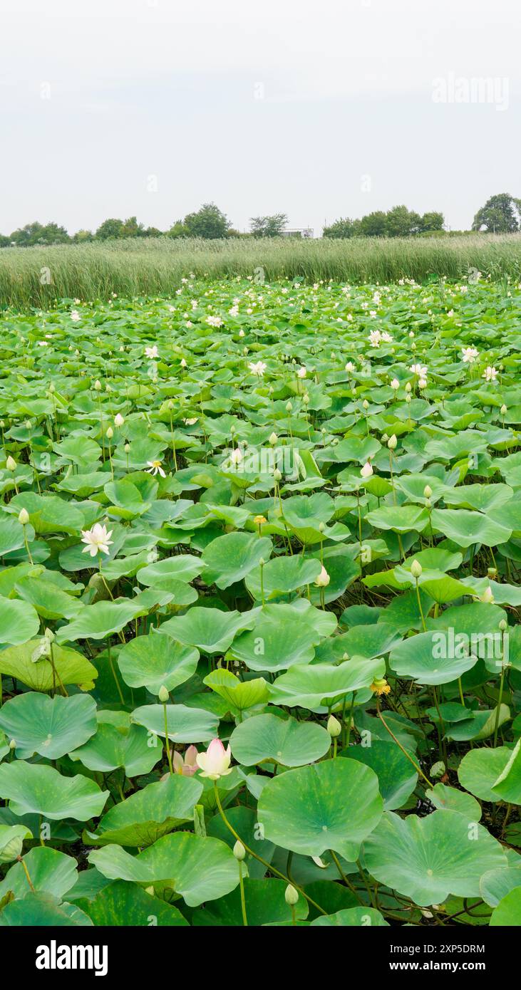 zen flower flora pond garden bloom lotus beauty background green lotus ...