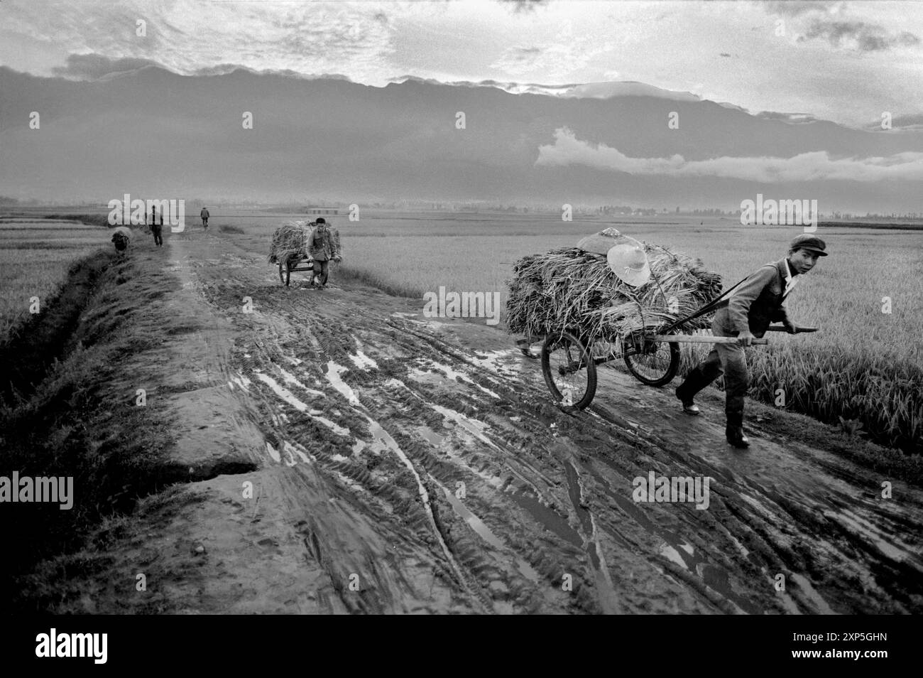 Chinese rice field Black and White Stock Photos & Images - Alamy