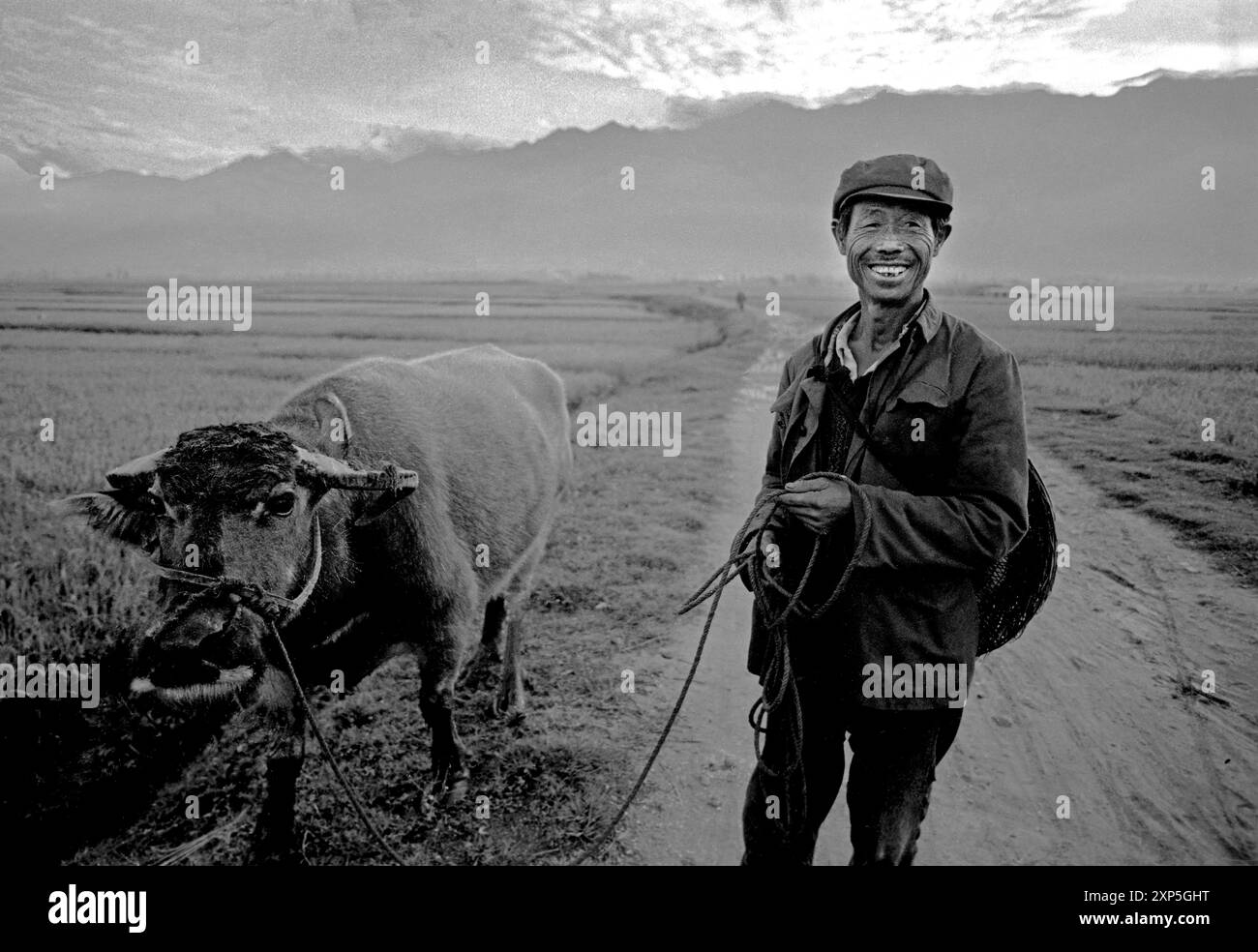A Chinese farmer with a cow in the rice fields ousitde the rural ...