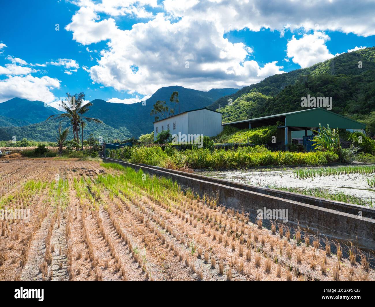 Rice rural hi-res stock photography and images - Alamy