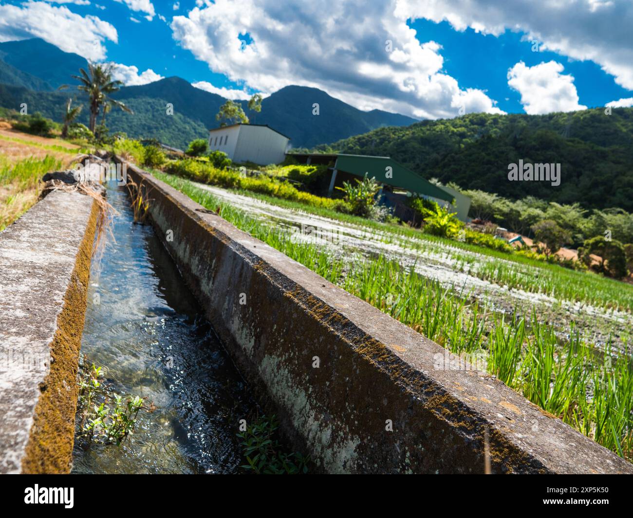 Rice fields in rural Hualien County, Taiwan Stock Photo - Alamy