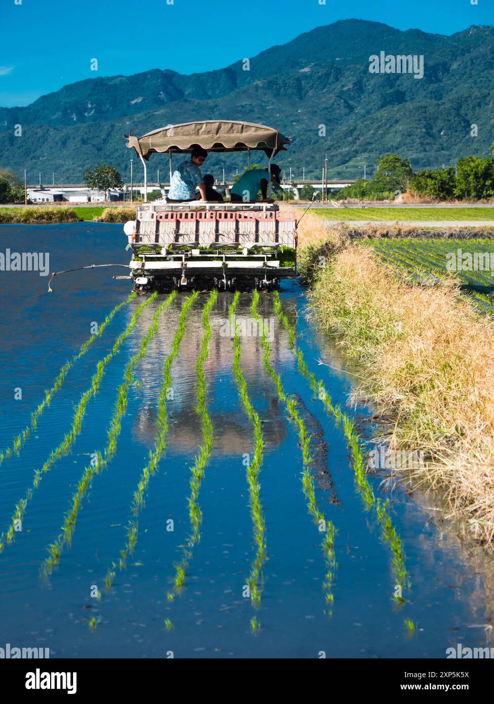 Sowing rice plants in rural Hualien County, Taiwan Stock Photo - Alamy