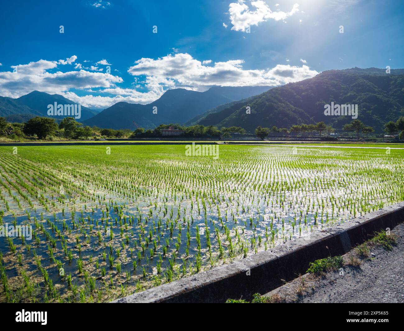 Rice fields in rural Hualien County, Taiwan Stock Photo - Alamy