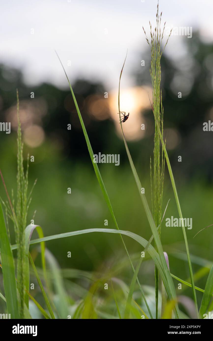 Bug Climbing Tall Piece of Grass Stock Photo - Alamy