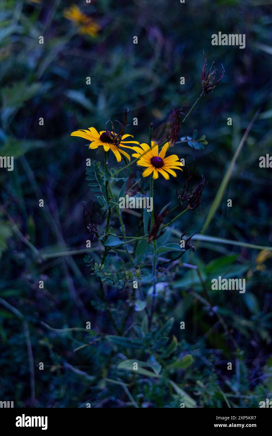 Yellow Flowers during Blue Hour Stock Photo - Alamy
