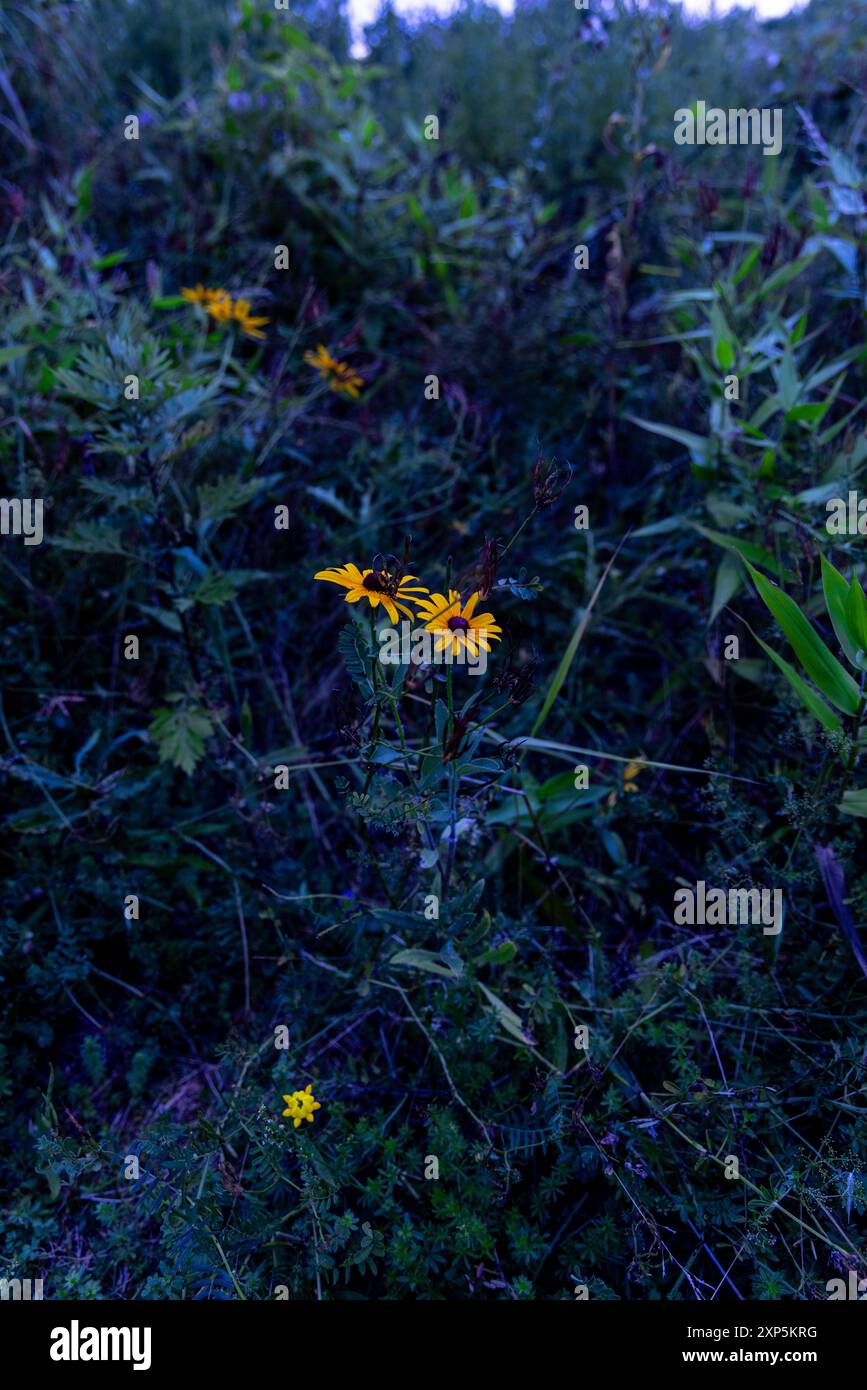 Yellow Flowers during Blue Hour Stock Photo - Alamy
