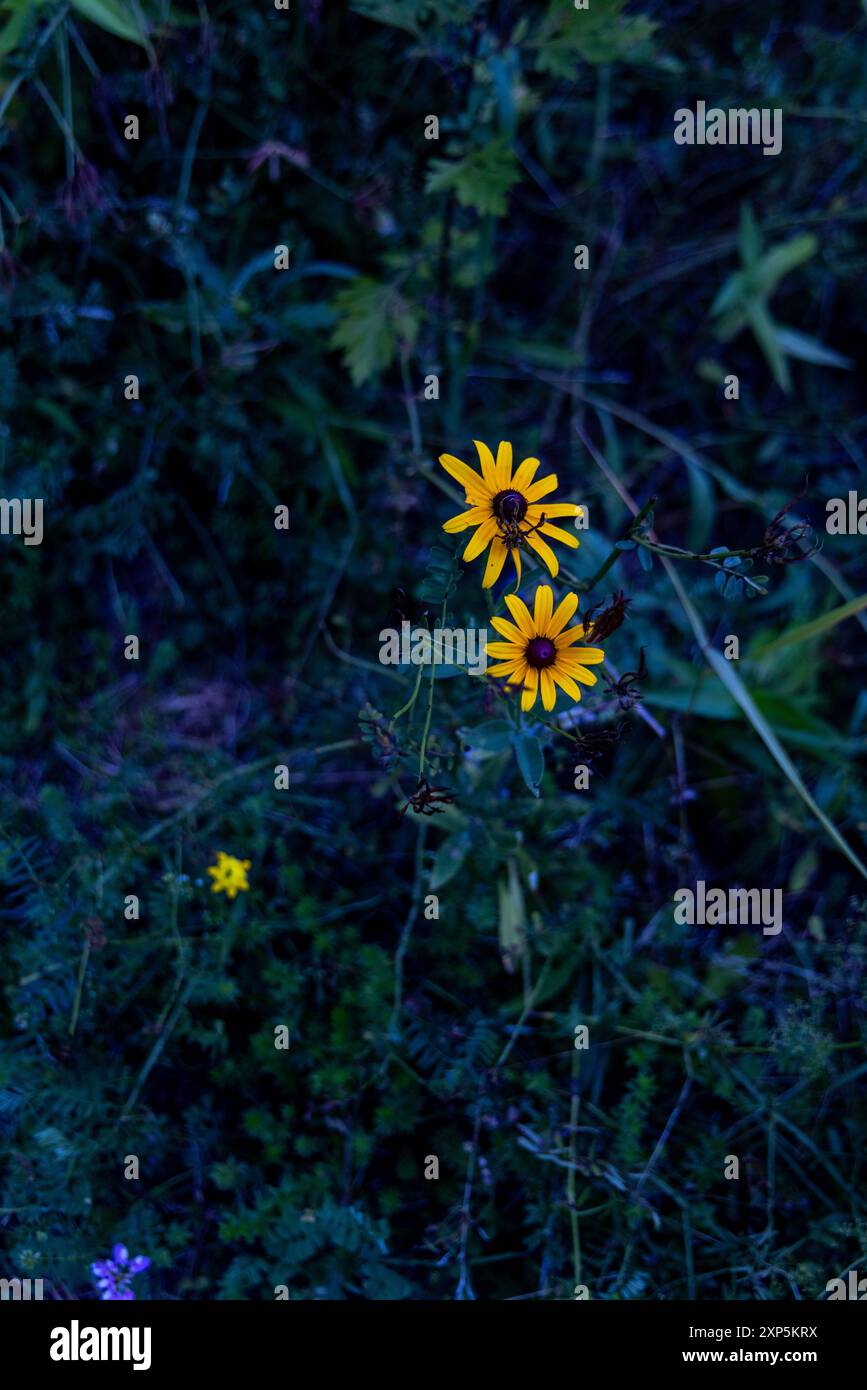 During flowers hi-res stock photography and images - Alamy