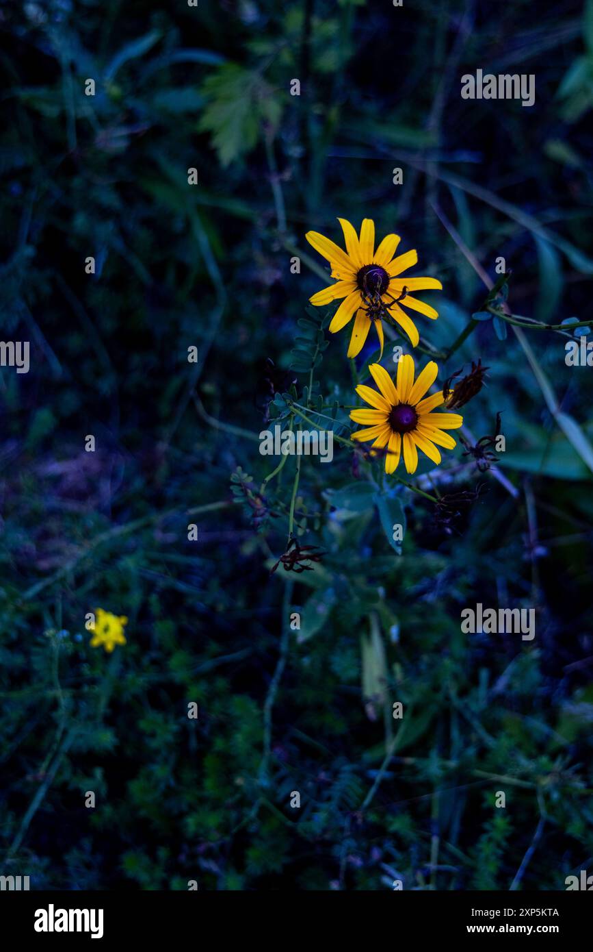 Yellow Flowers during Blue Hour Stock Photo - Alamy