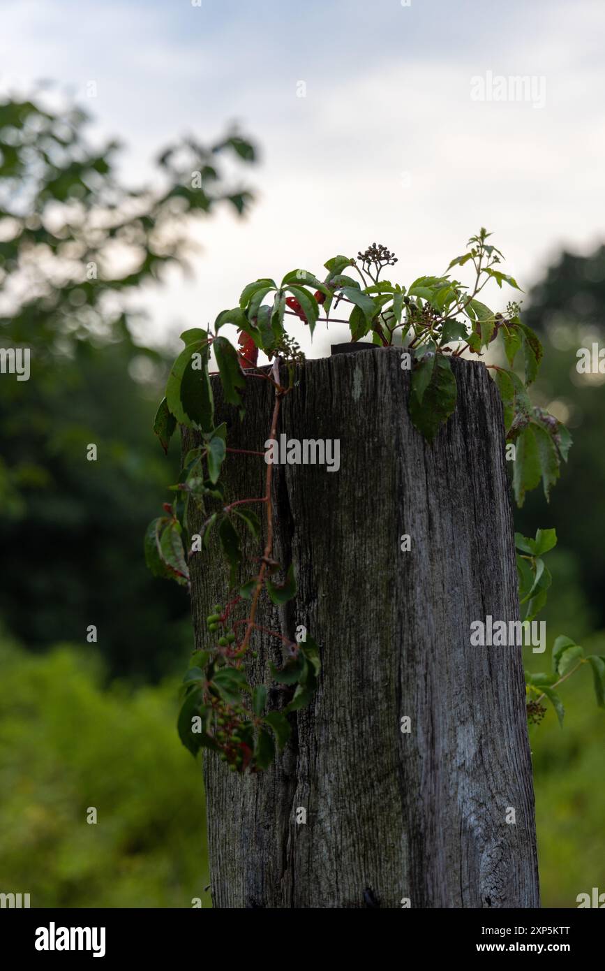 Aesthetic Tree Stump Stock Photo - Alamy