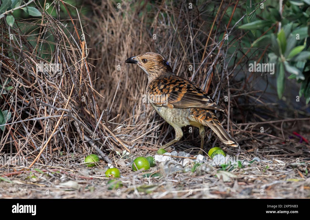 Spotted bowerbird at its bower in western Queensland, Australia Stock ...